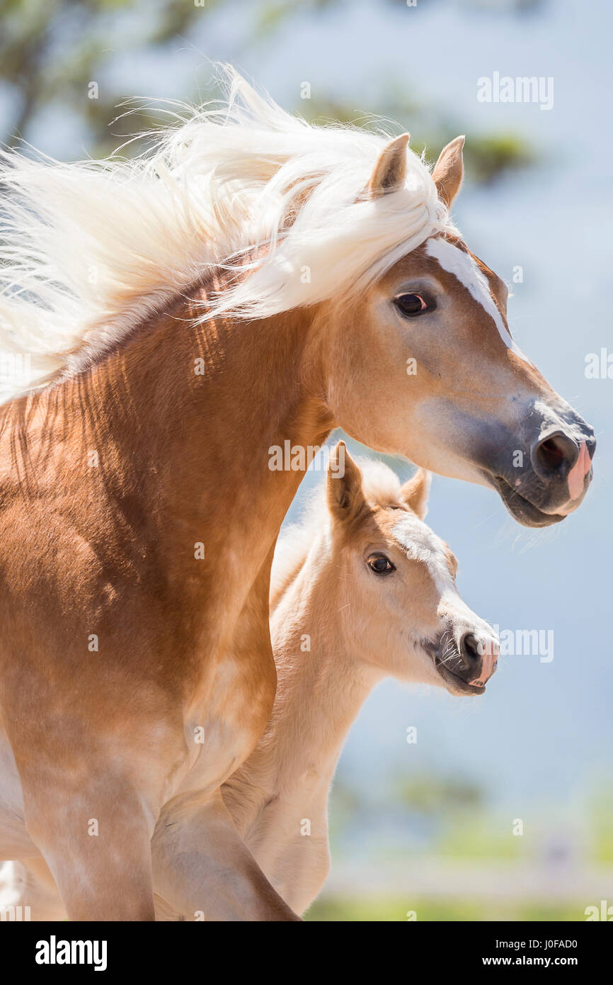 Portrait de cheval haflinger d'une jument tyrol du sud Banque de ...