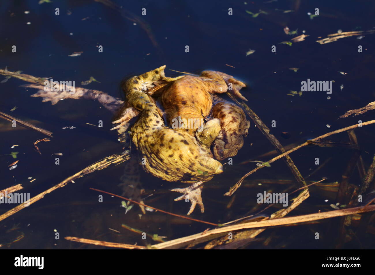 Mating ball Banque de photographies et d’images à haute résolution - Alamy