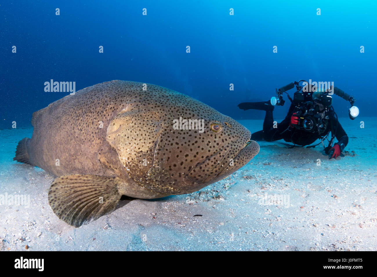 Giant merou Banque de photographies et d’images à haute résolution - Alamy