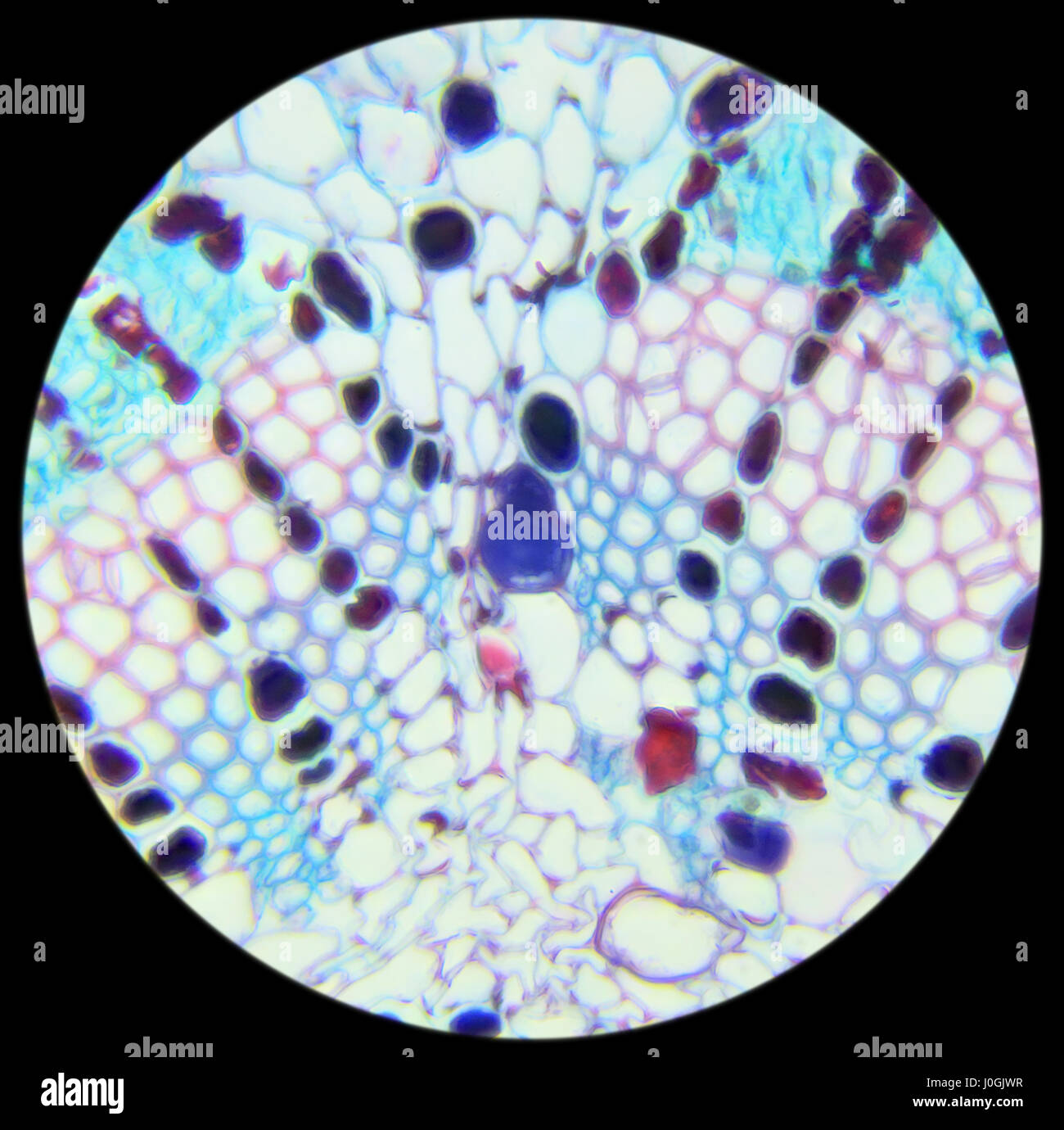 Skin cross section microscope Banque de photographies et d’images à ...