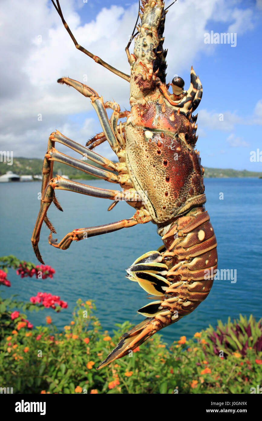Langouste des caraïbes Banque de photographies et d’images à haute ...