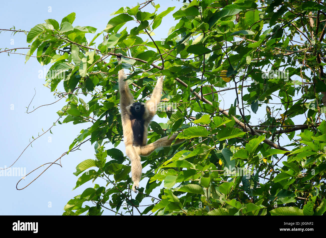 Singe qui se balance Banque de photographies et d’images à haute ...