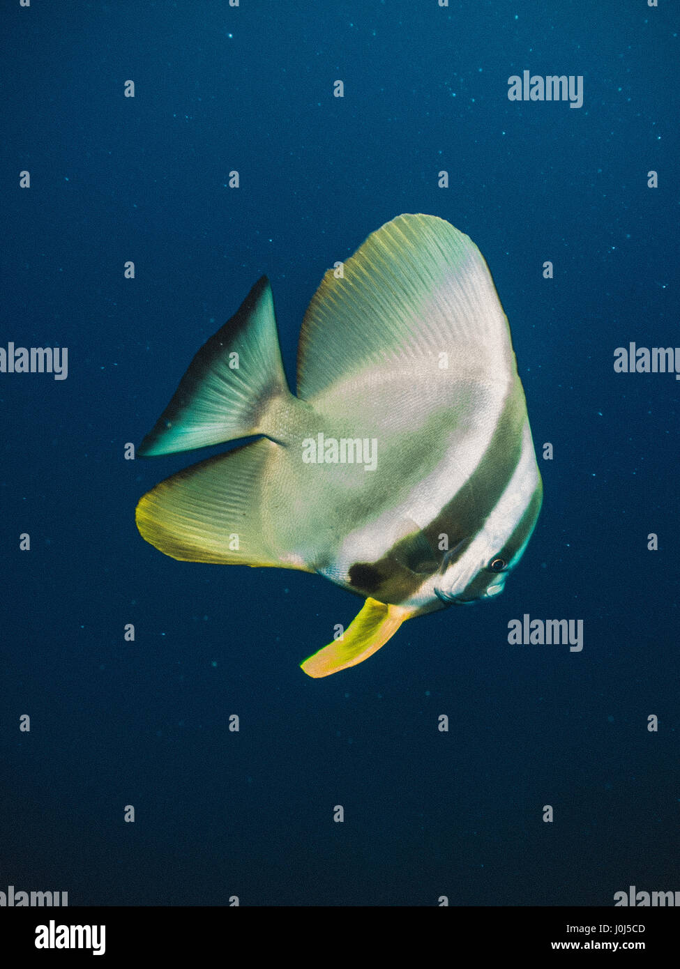 Hoki fish Banque de photographies et d’images à haute résolution - Alamy