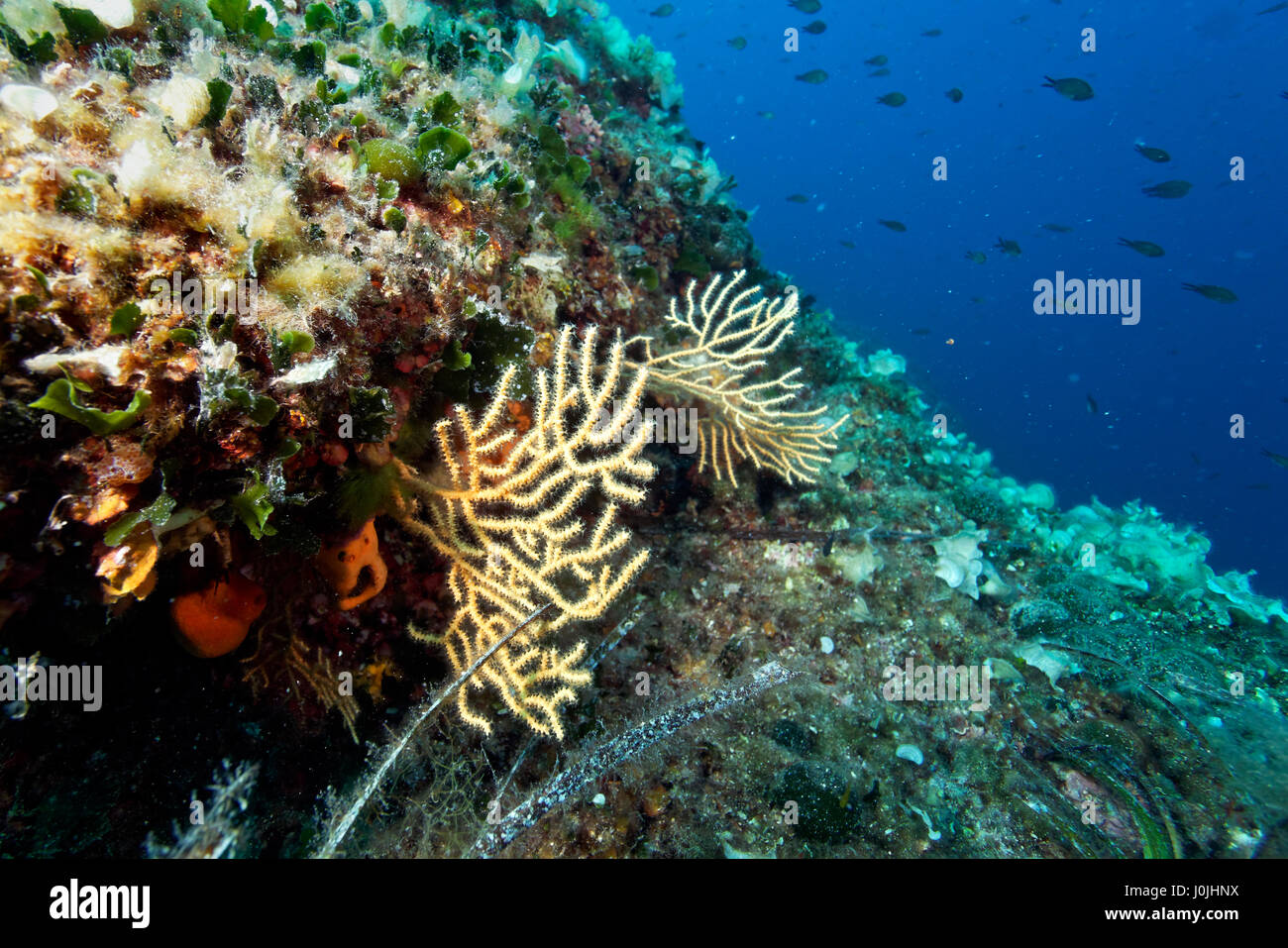 La mer Jaune au fouet le parc naturel Telašćica Photo Stock - Alamy