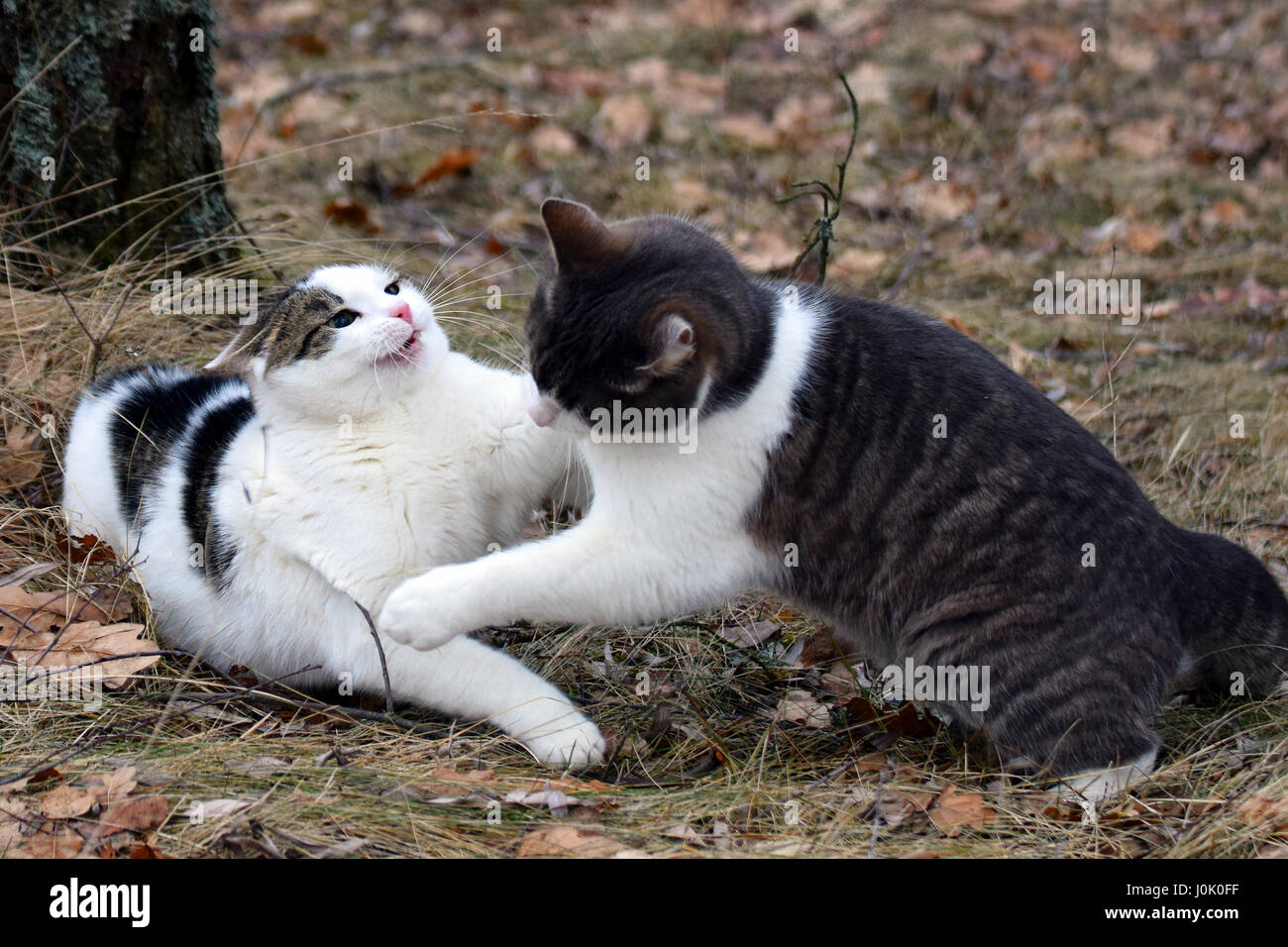Combat de chats Banque de photographies et d’images à haute résolution ...