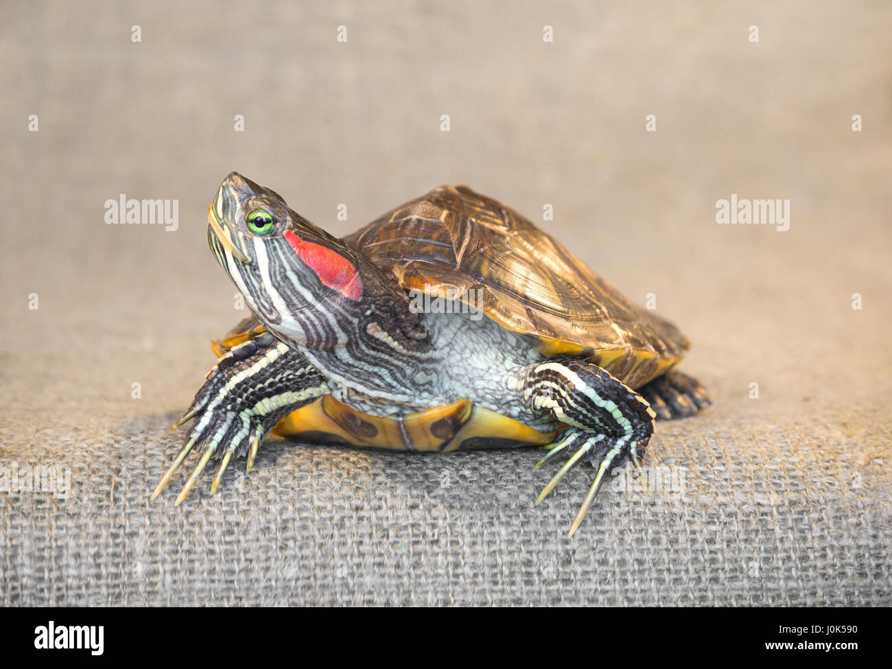 Tortue à oreilles rouges Banque de photographies et d’images à haute ...