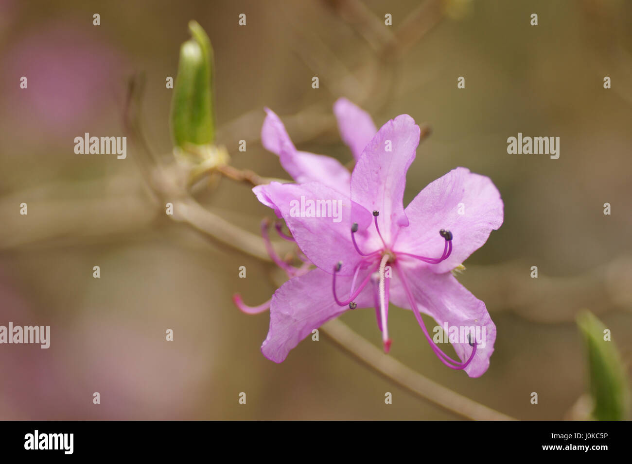 Rhododendron reticulatum Banque de photographies et d’images à haute ...