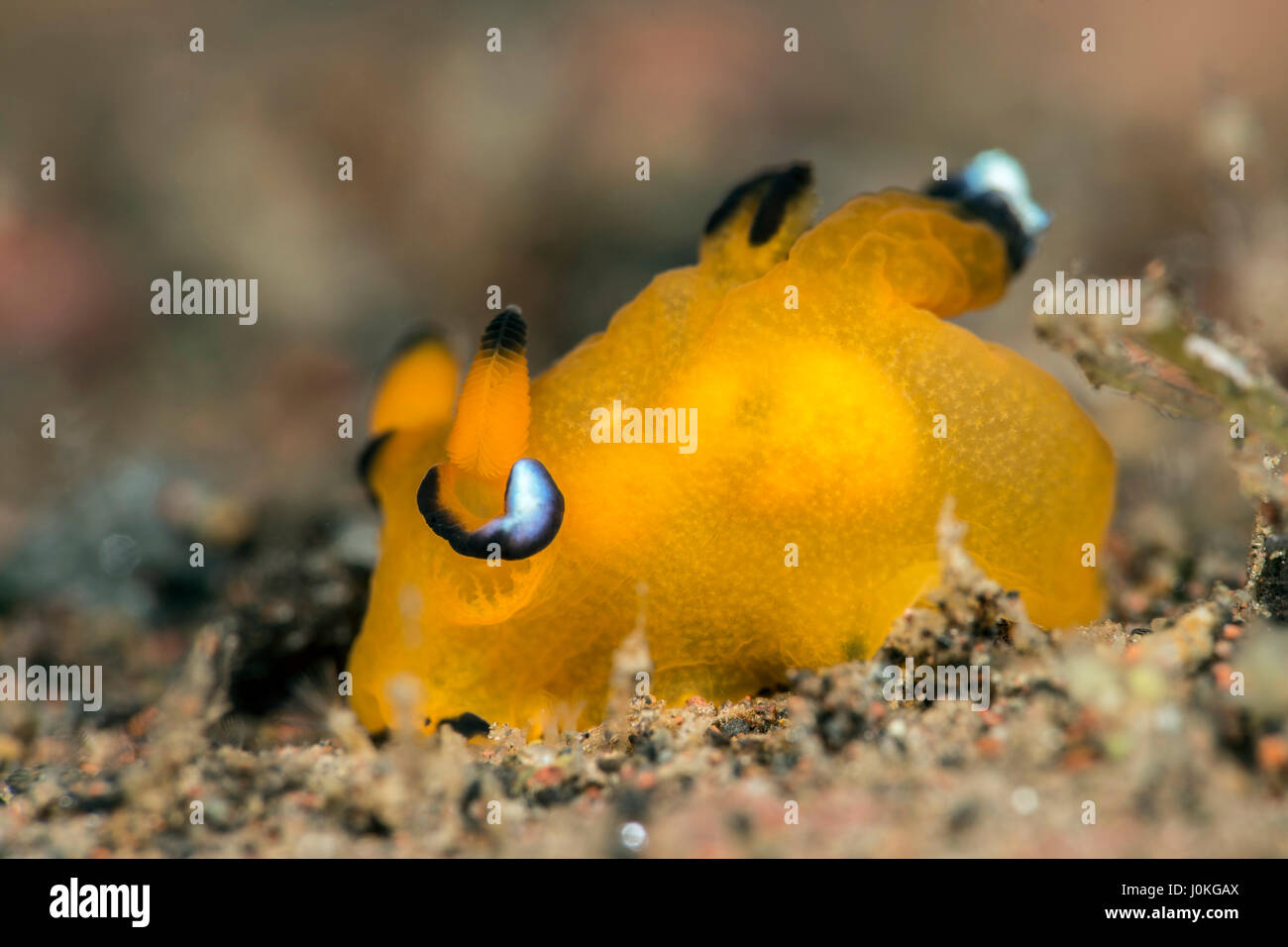 Nudibranch thecacera pacifica sea slug Banque de photographies et d ...