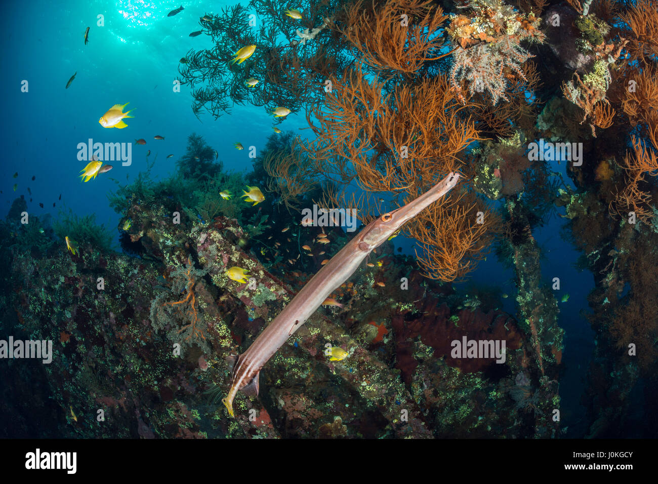 Aulostomus chinensis Banque de photographies et d’images à haute ...