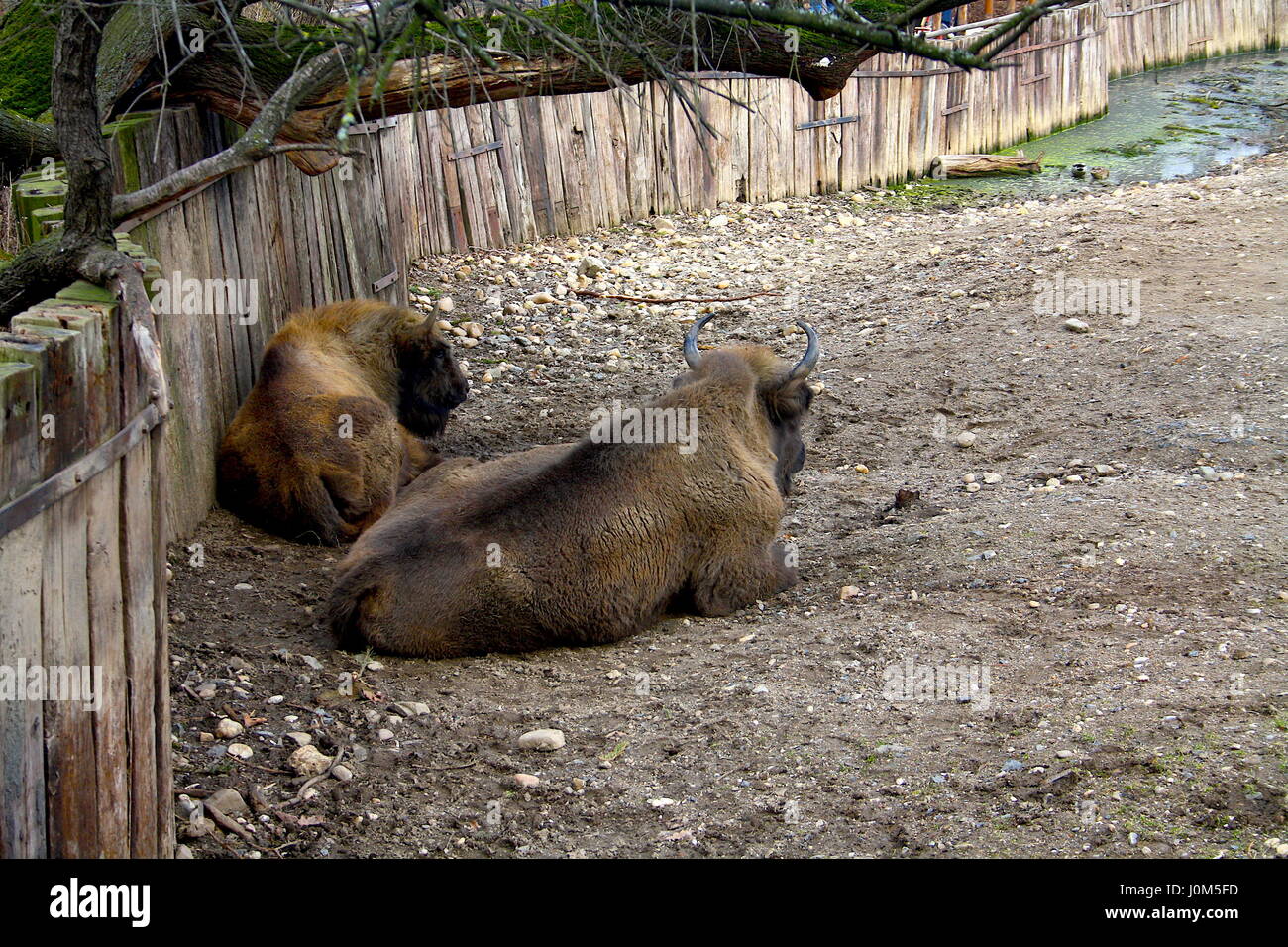 Zoo bison Banque de photographies et d’images à haute résolution - Alamy