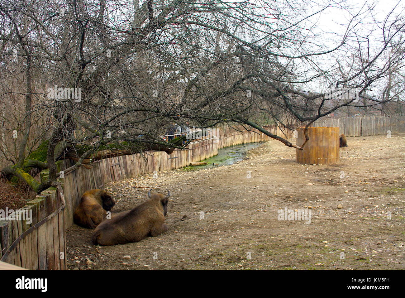 Zoo bison Banque de photographies et d’images à haute résolution - Alamy