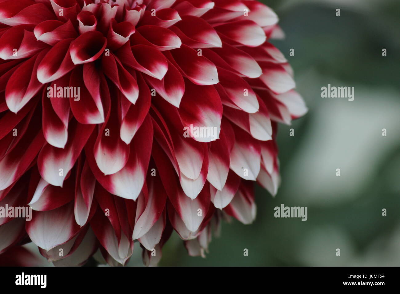 Fleurs de dahlia rouge et blanc Banque de photographies et d’images à ...