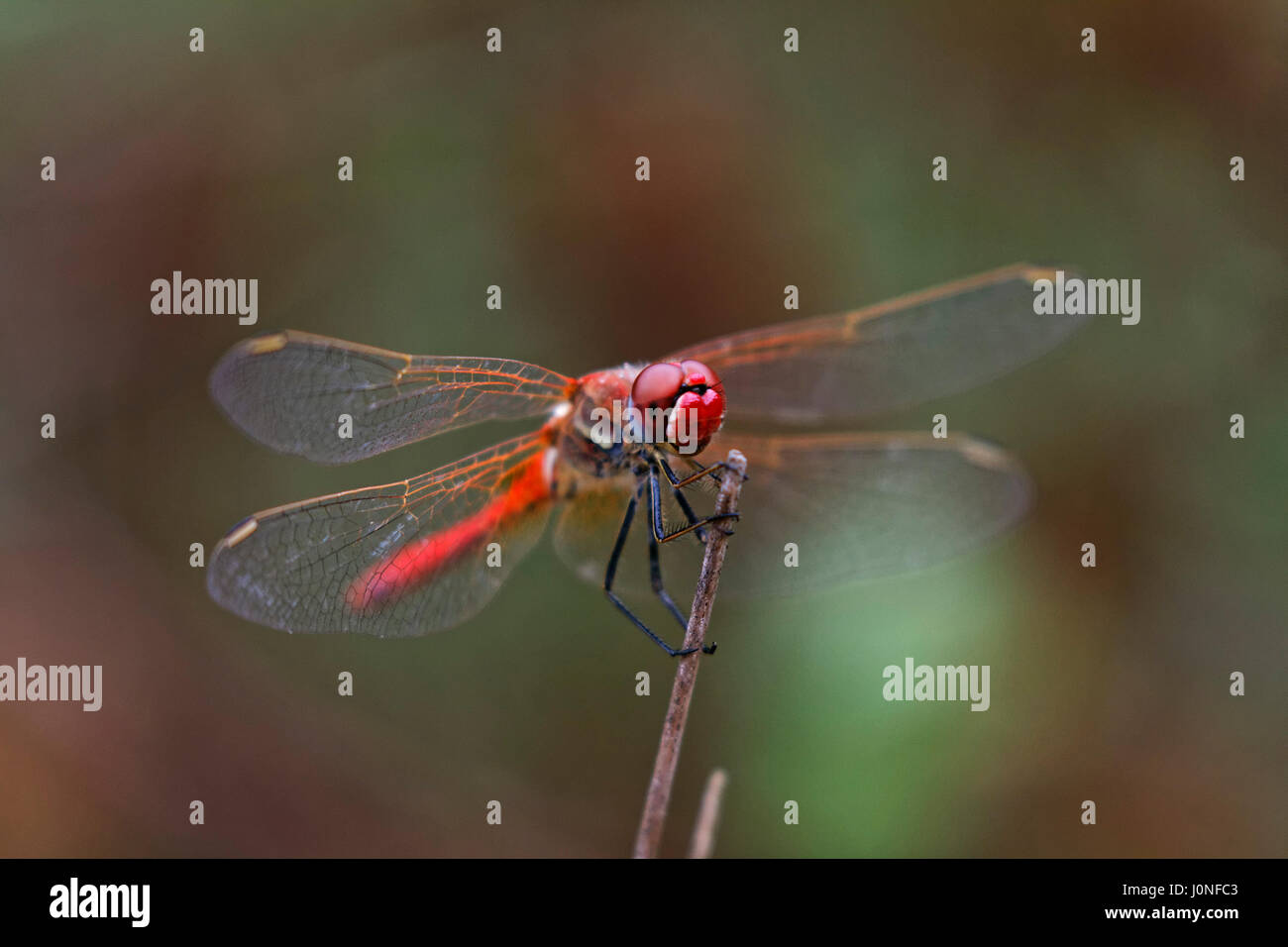île libellule Banque de photographies et d’images à haute résolution ...