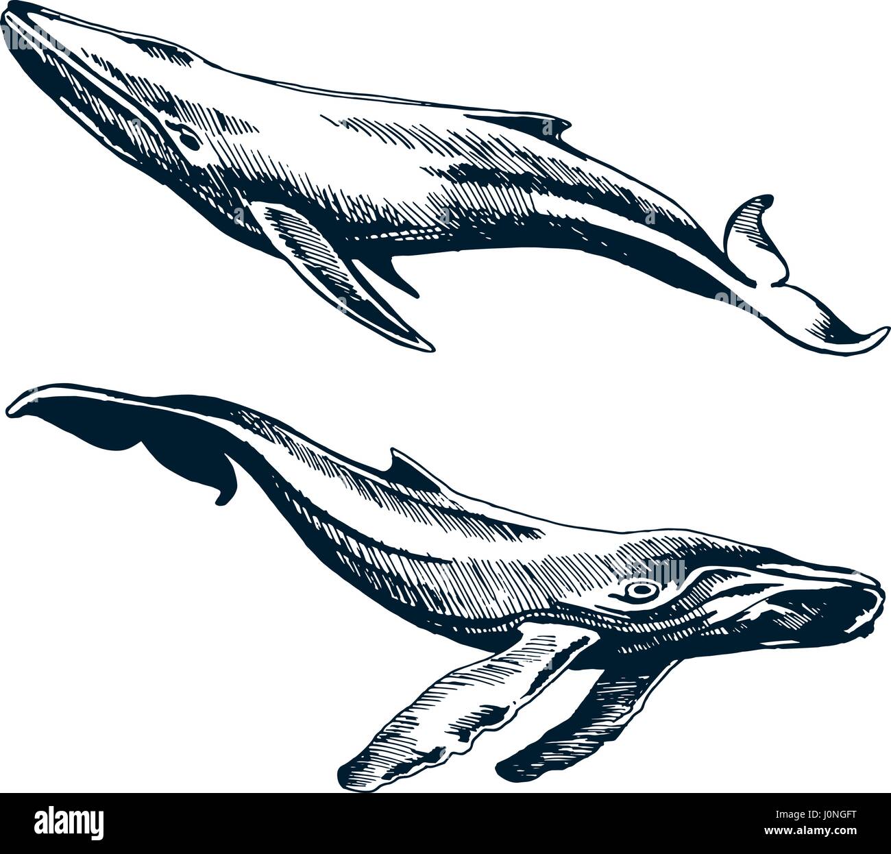 Whale drawing Banque d'images vectorielles - Alamy