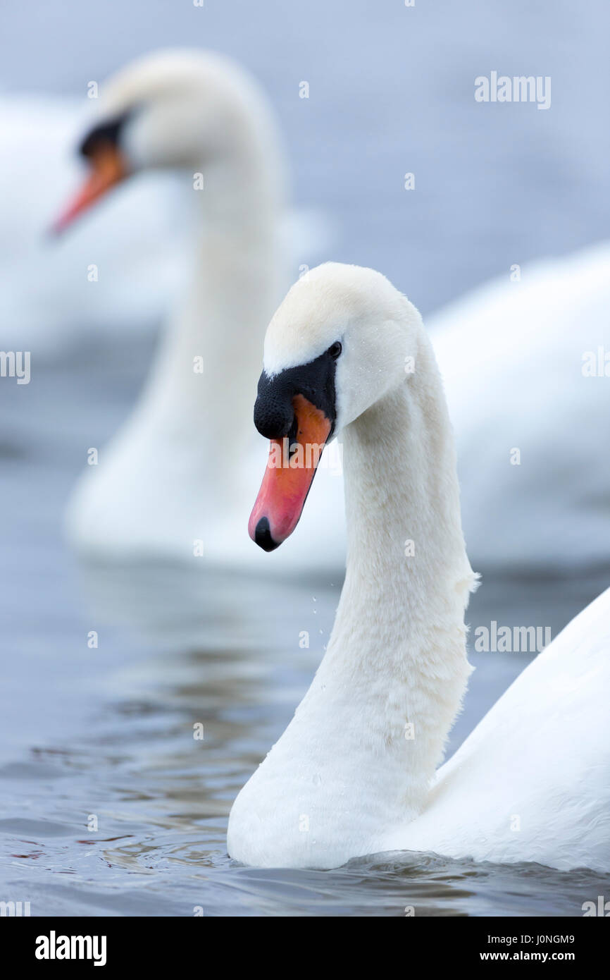 Cygne muet, Cygnus olor, à Welney Wetland Centre, Norfolk, UK Photo Stock - Alamy