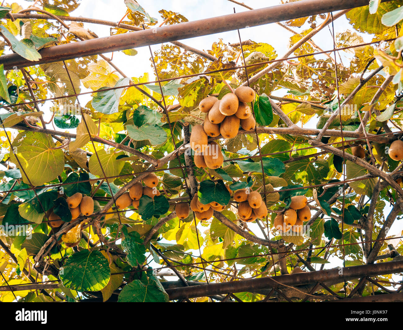 Les kiwis sur un arbre. Liana hover sur l'arbre kiwi grape arbor. Près ...