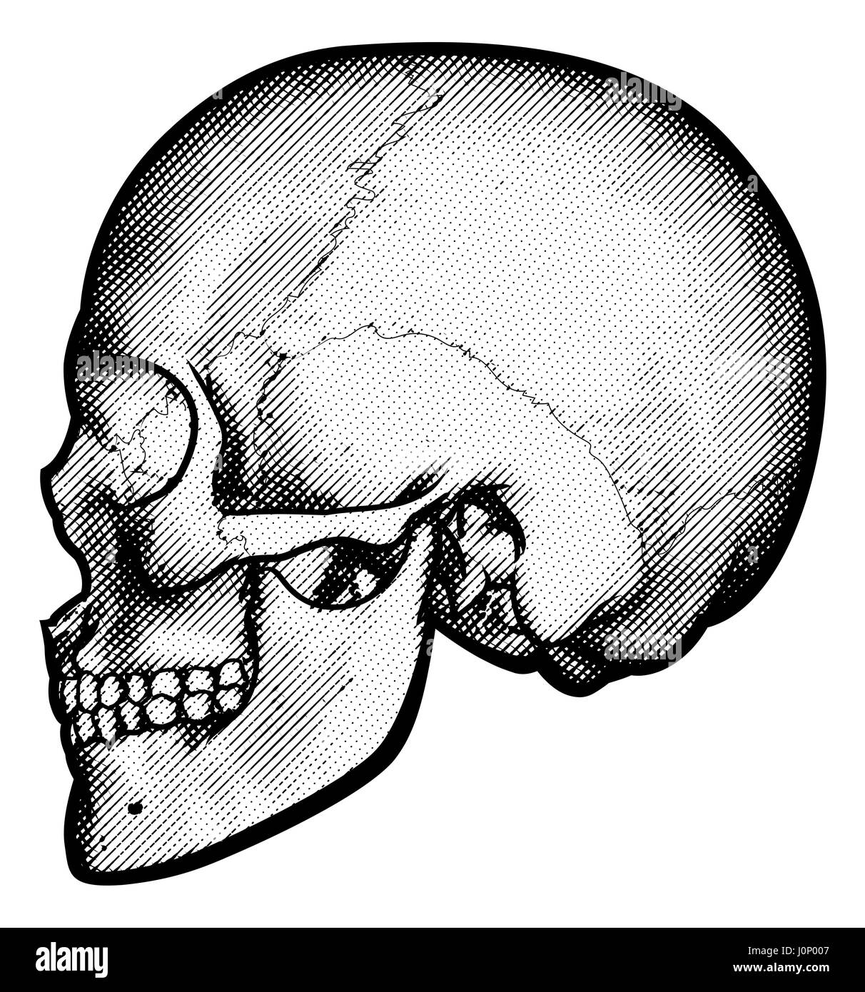 Crâne de profil Vue de côté le dessin dans un vintage retro style gravé ... Crâne de profil Vue de côté le dessin dans un vintage retro style gravé ...