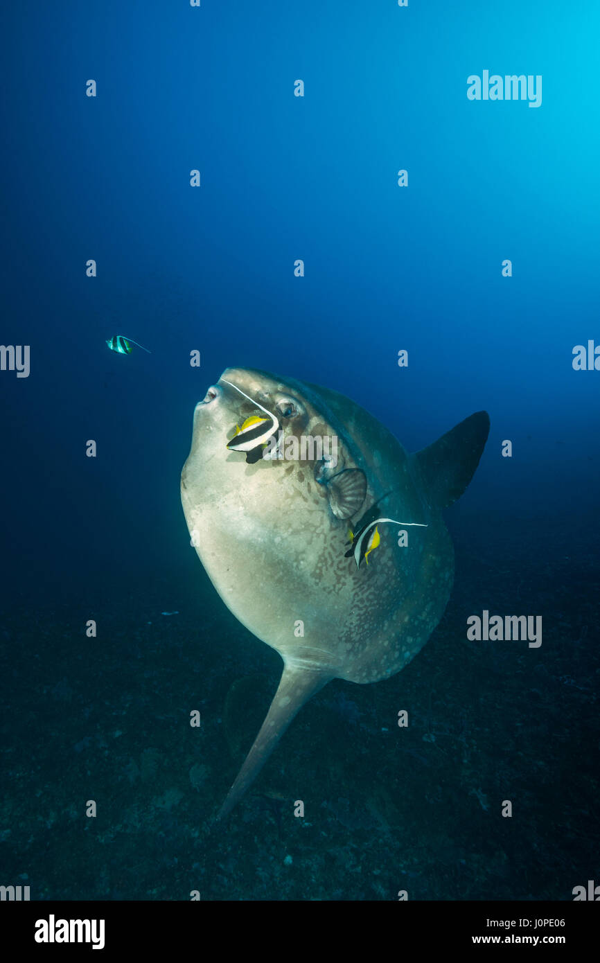 Poisson lune ou mola commun Banque de photographies et d’images à haute ...