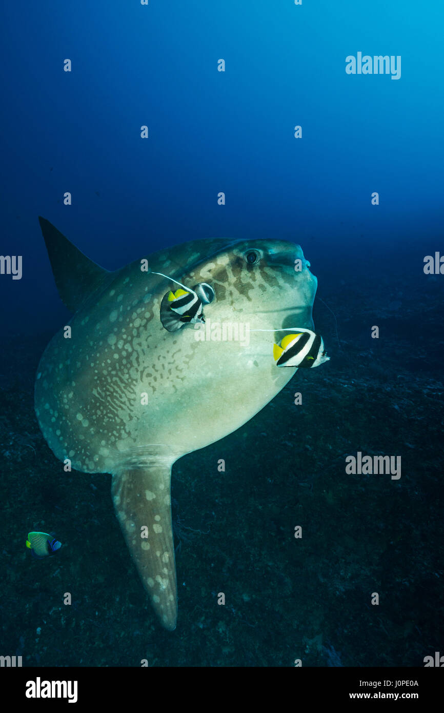 Ocean fish ocean sunfish mola Banque de photographies et d’images à ...
