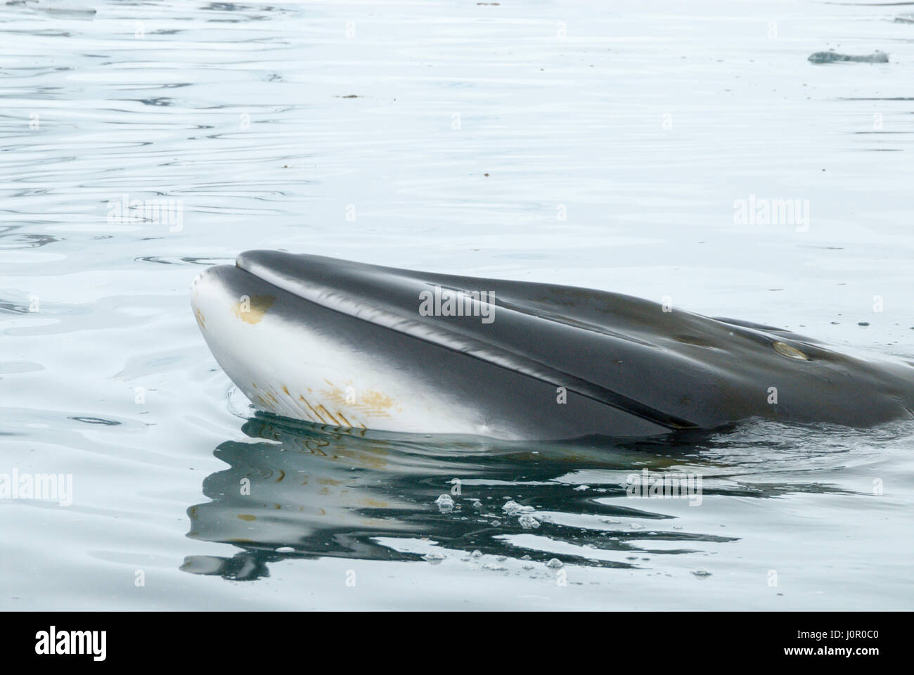 Petit rorqual antarctique Banque de photographies et d’images à haute ...