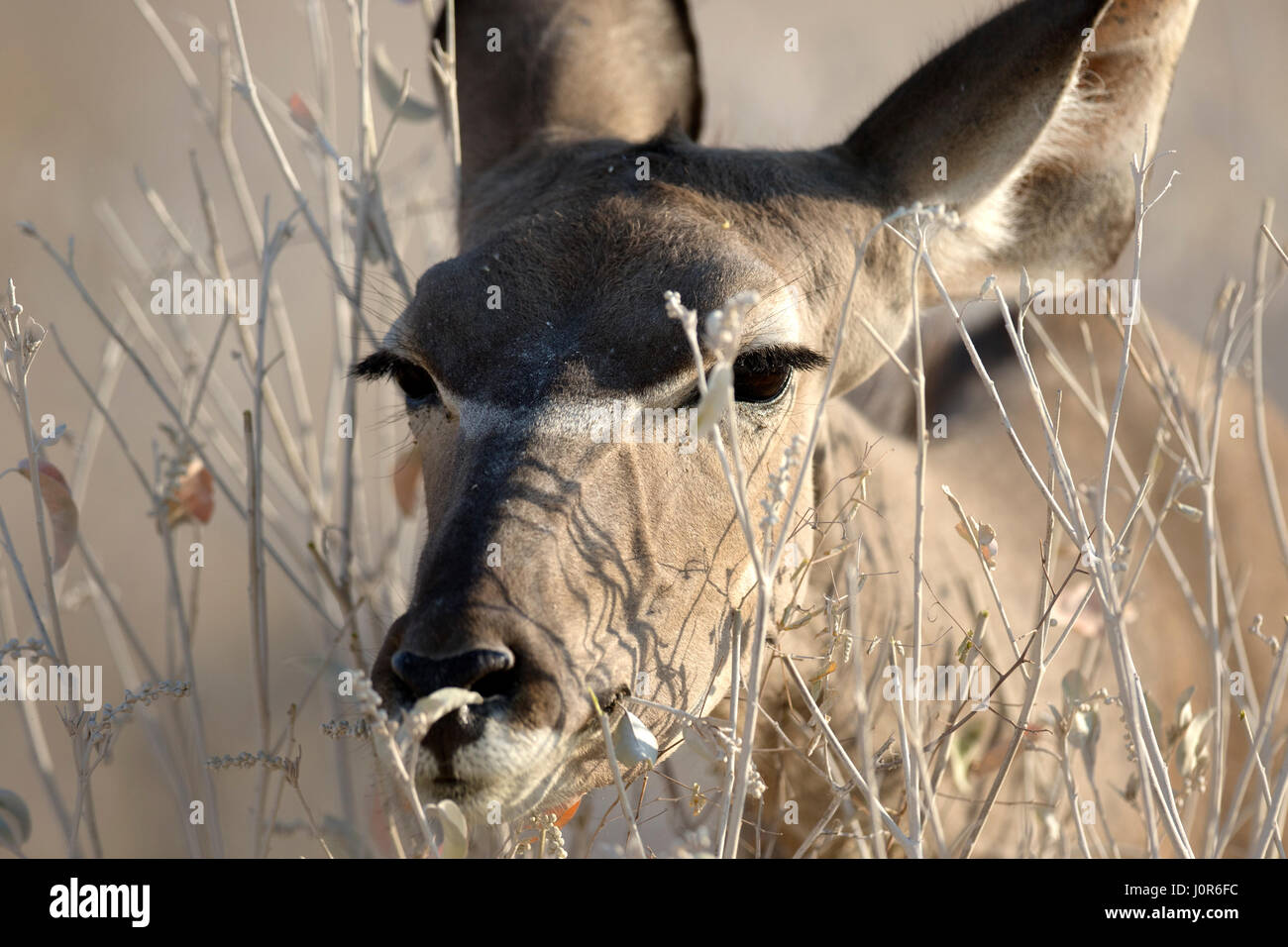 Portrait de koudou Banque de photographies et d’images à haute ...