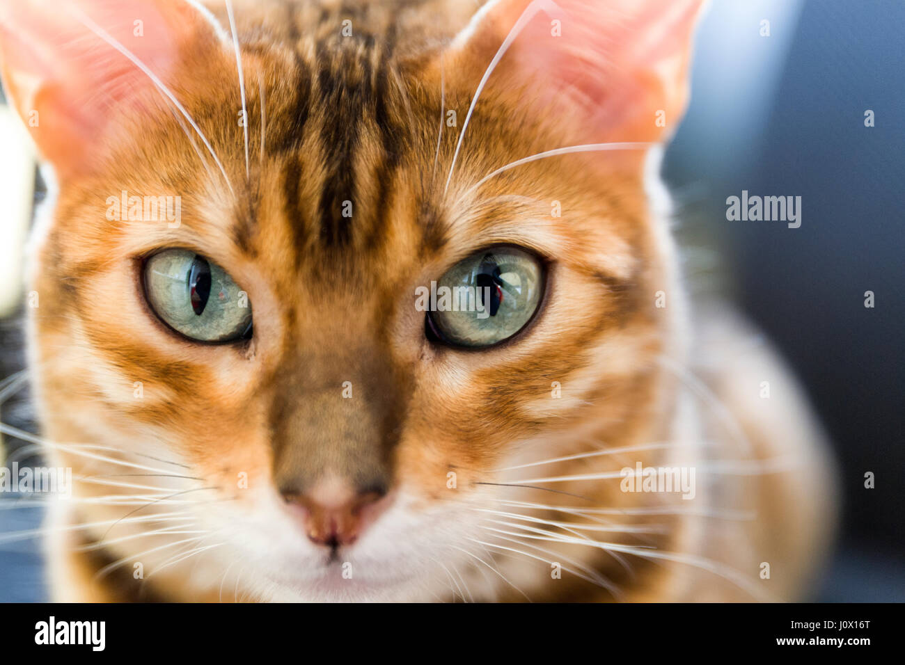 Yeux de chat Banque de photographies et d’images à haute résolution - Alamy