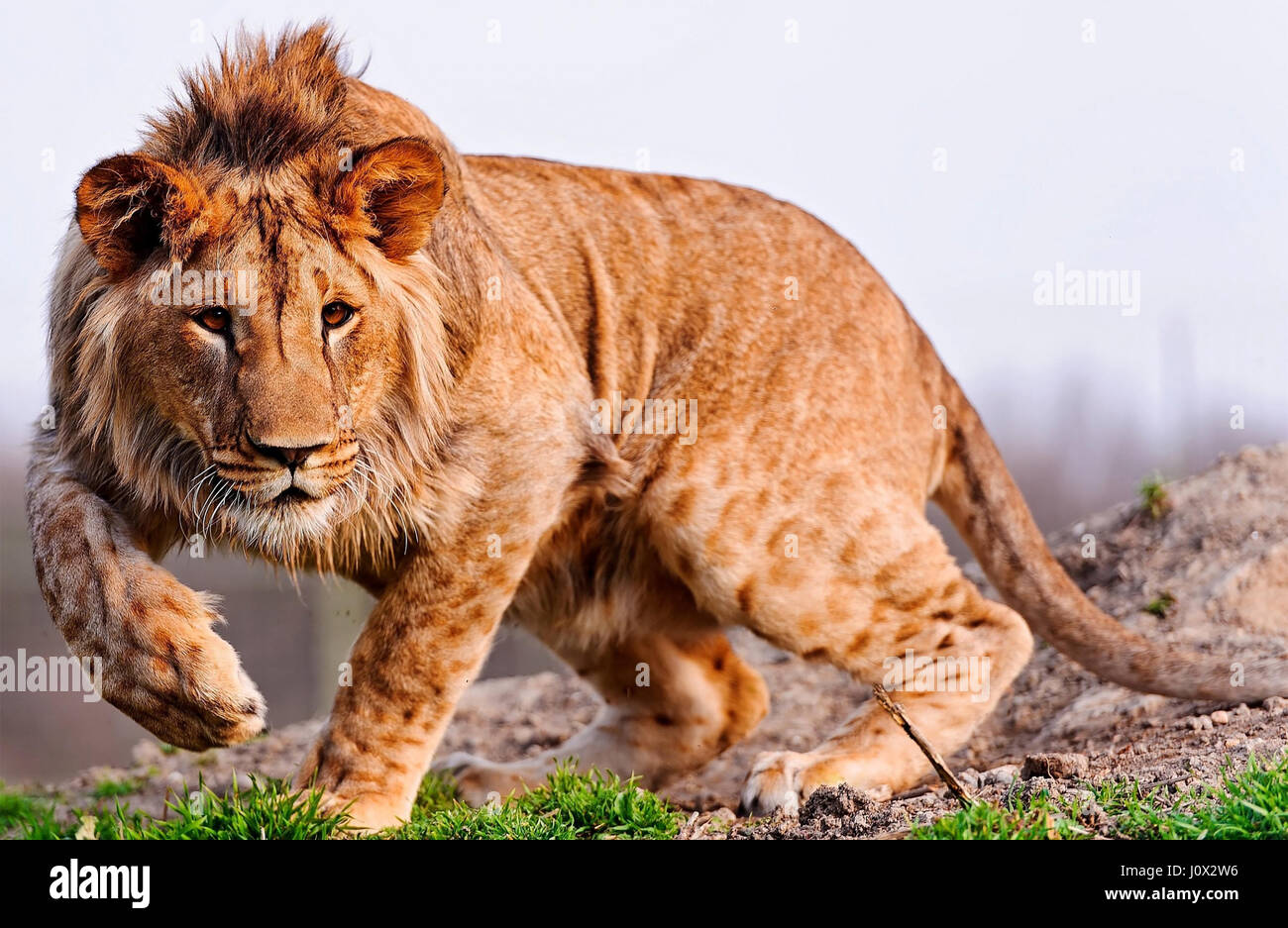 Lion hunting Banque de photographies et d’images à haute résolution - Alamy
