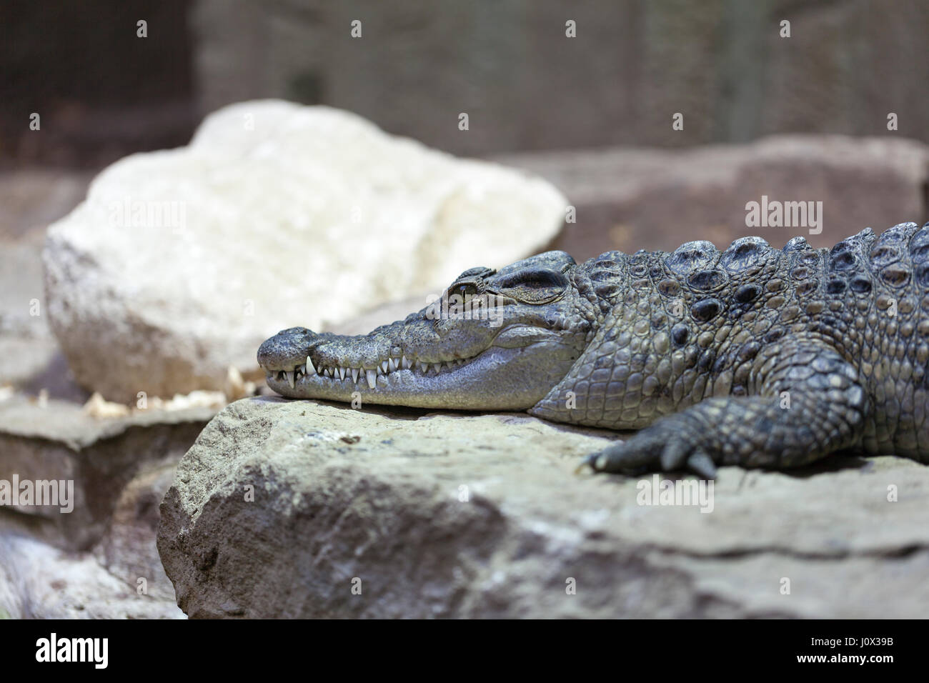 Philippine Crocodile Banque d'image et photos - Alamy