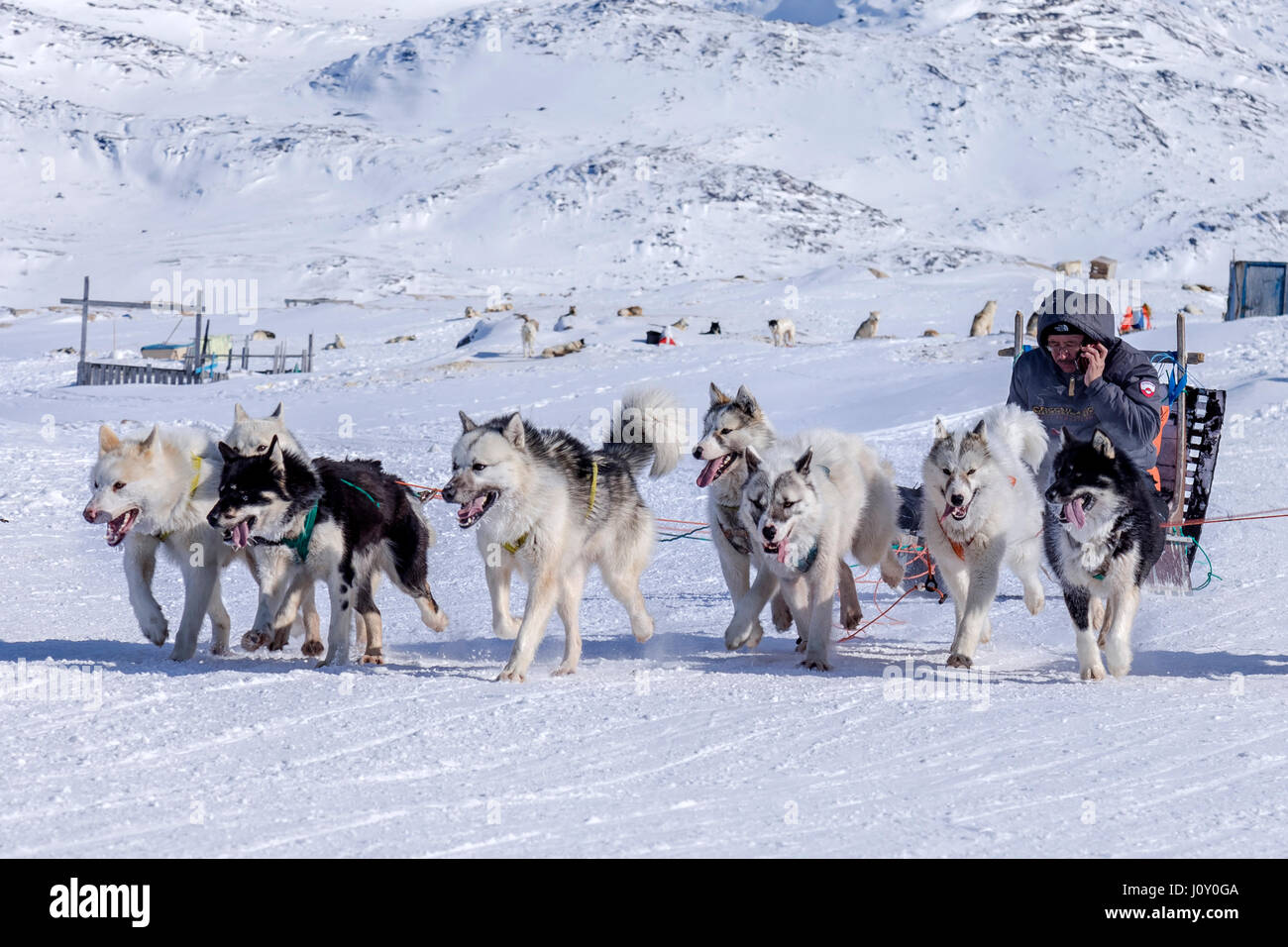 Chiens Du Groenland Banque d'image et photos - Alamy