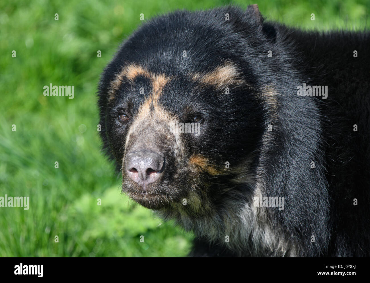 Animaux andins Banque de photographies et d’images à haute résolution ...