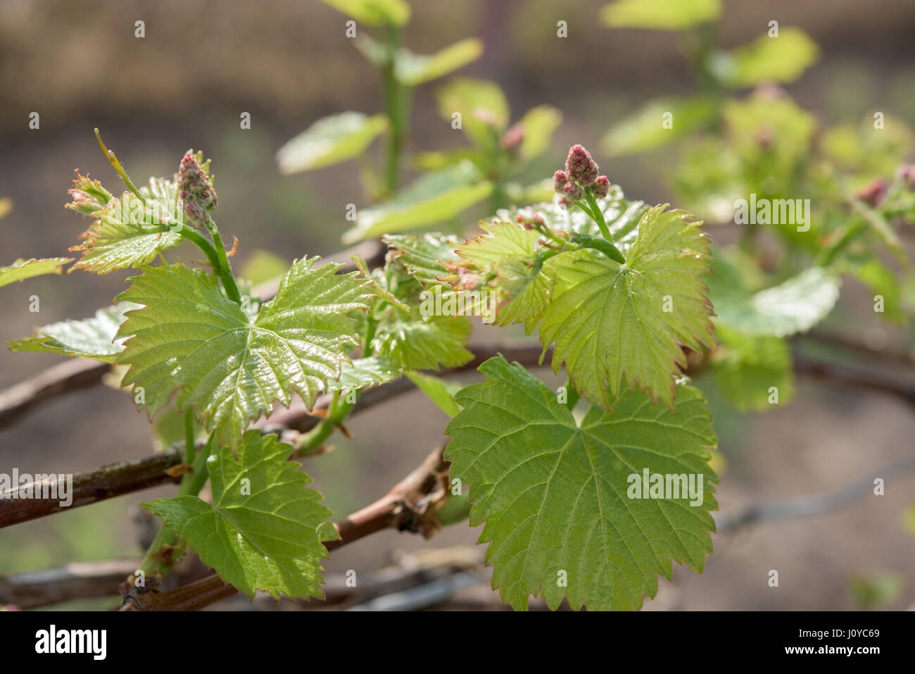 Jeune plant de vigne en agarden Photo Stock - Alamy