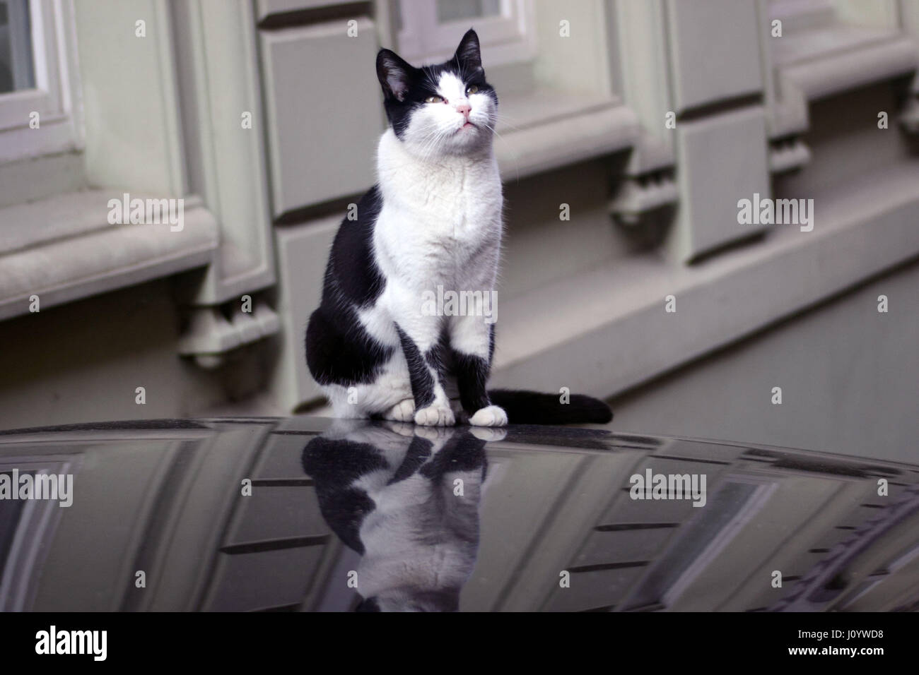 Chat sur le toit Banque de photographies et d’images à haute résolution ...