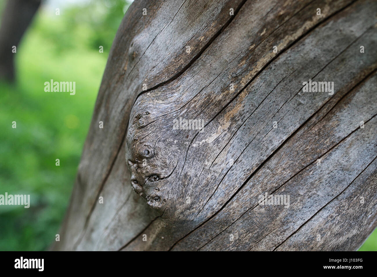 La texture de l'ancien arbre desséché, au début du printemps Photo ...