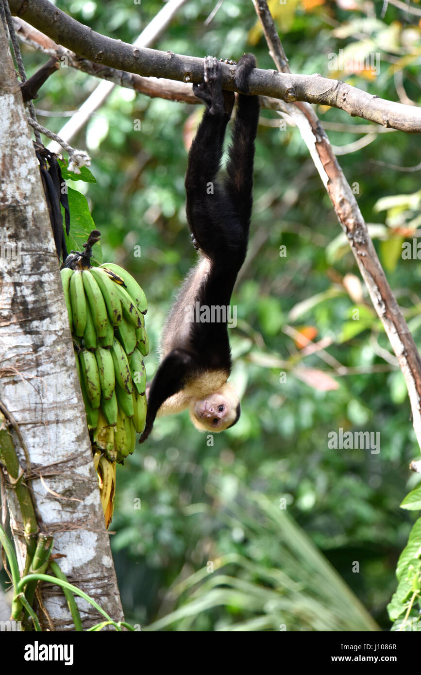 Singe mangeant des bananes Banque de photographies et d’images à haute ...