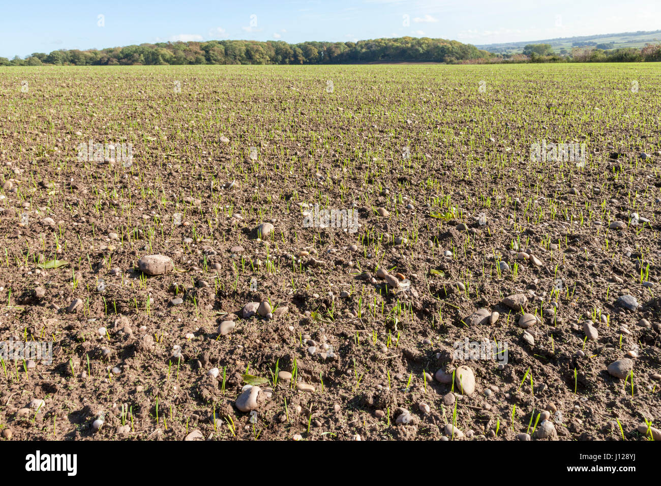 Sol pierreux. Terrain agricole avec beaucoup de pierres dans le sol ...