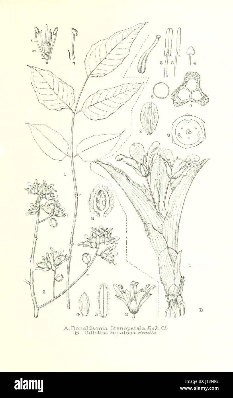 Par pas de pays africains. La première expédition du Somaliland à Lamu ...