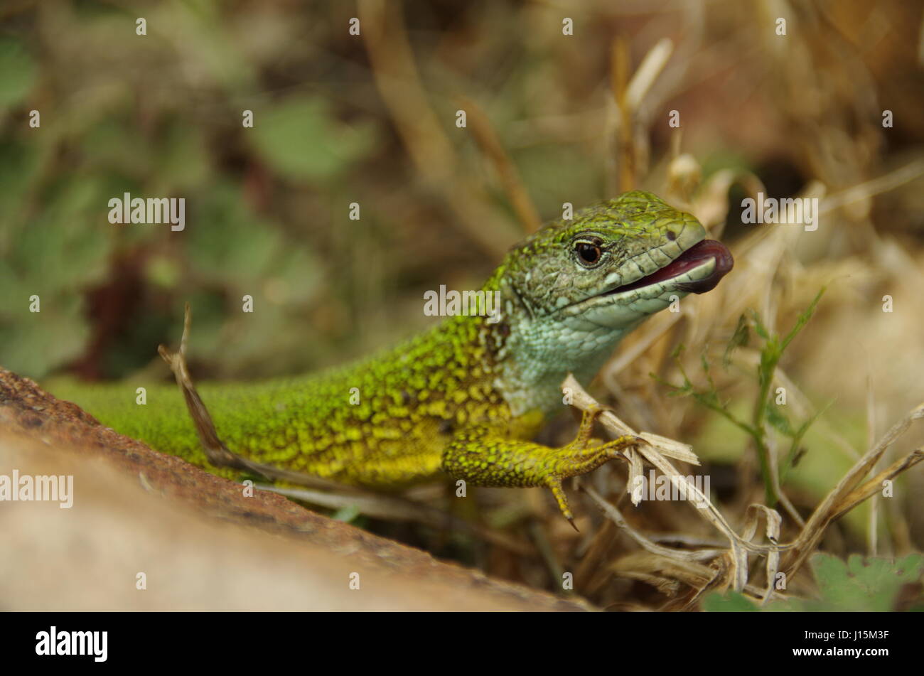 Lézard émeraude lacerta viridis Banque de photographies et d’images à ...