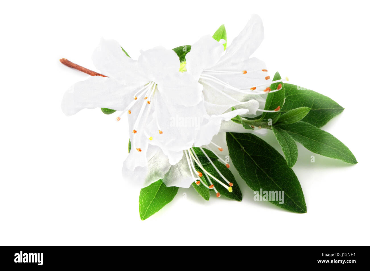 Azalée blanche Banque d'images détourées - Alamy