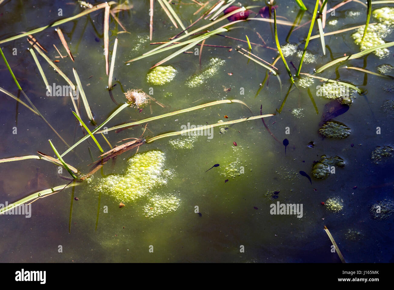 The life cycle of the frog or toad Banque de photographies et d’images ...