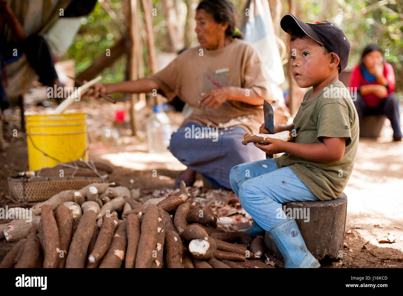 Manioc venezuela Banque de photographies et d’images à haute résolution ...