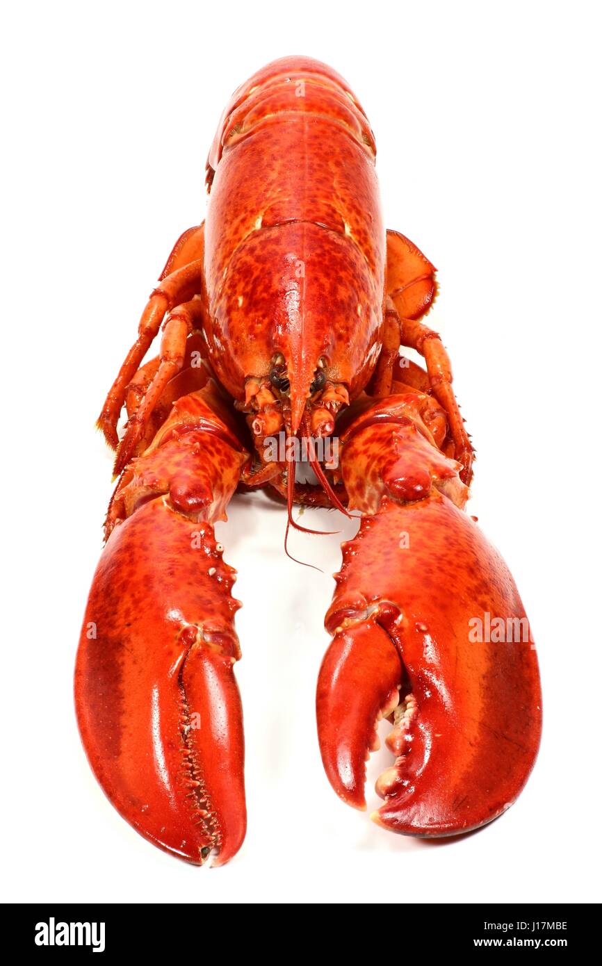 Homard rouge cuit Banque de photographies et d’images à haute ...