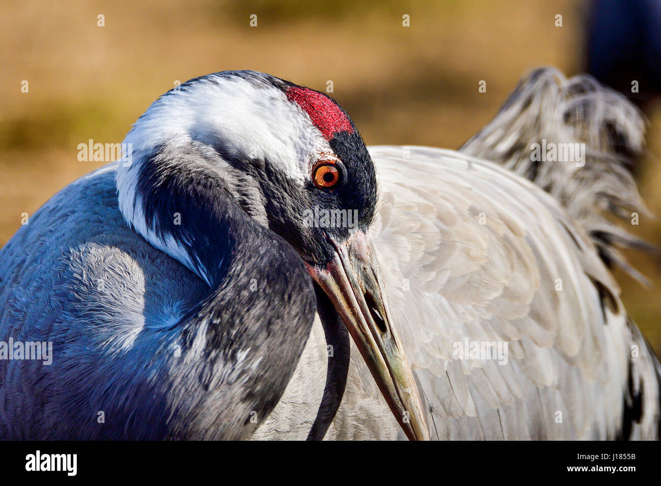 Col grue Banque de photographies et d’images à haute résolution - Alamy