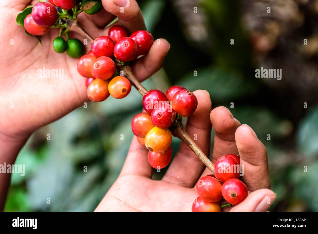 Direction générale des mains tiennent de la maturation des grains de ...