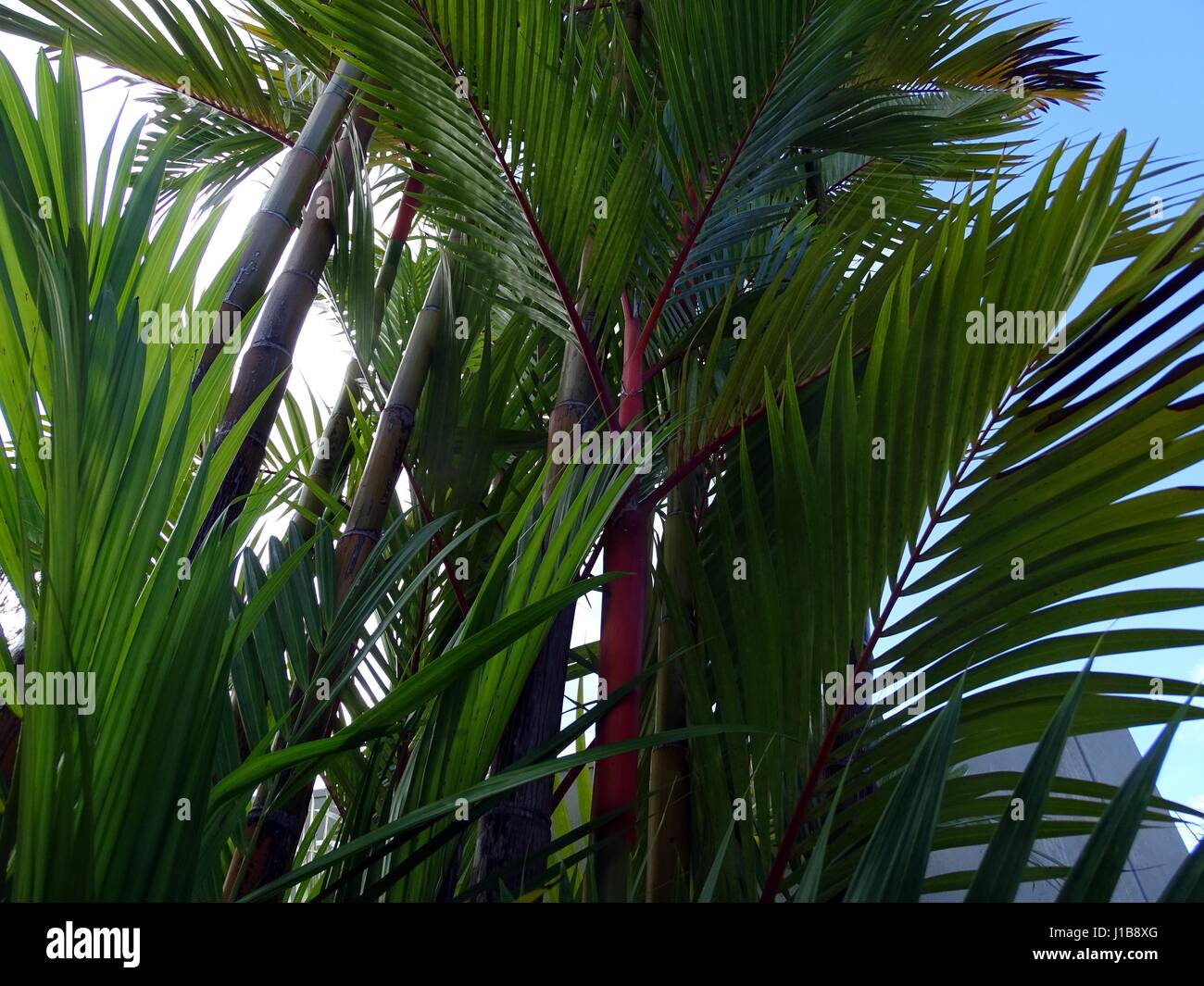 Feuilles de palmier rouges Banque de photographies et d’images à haute ...