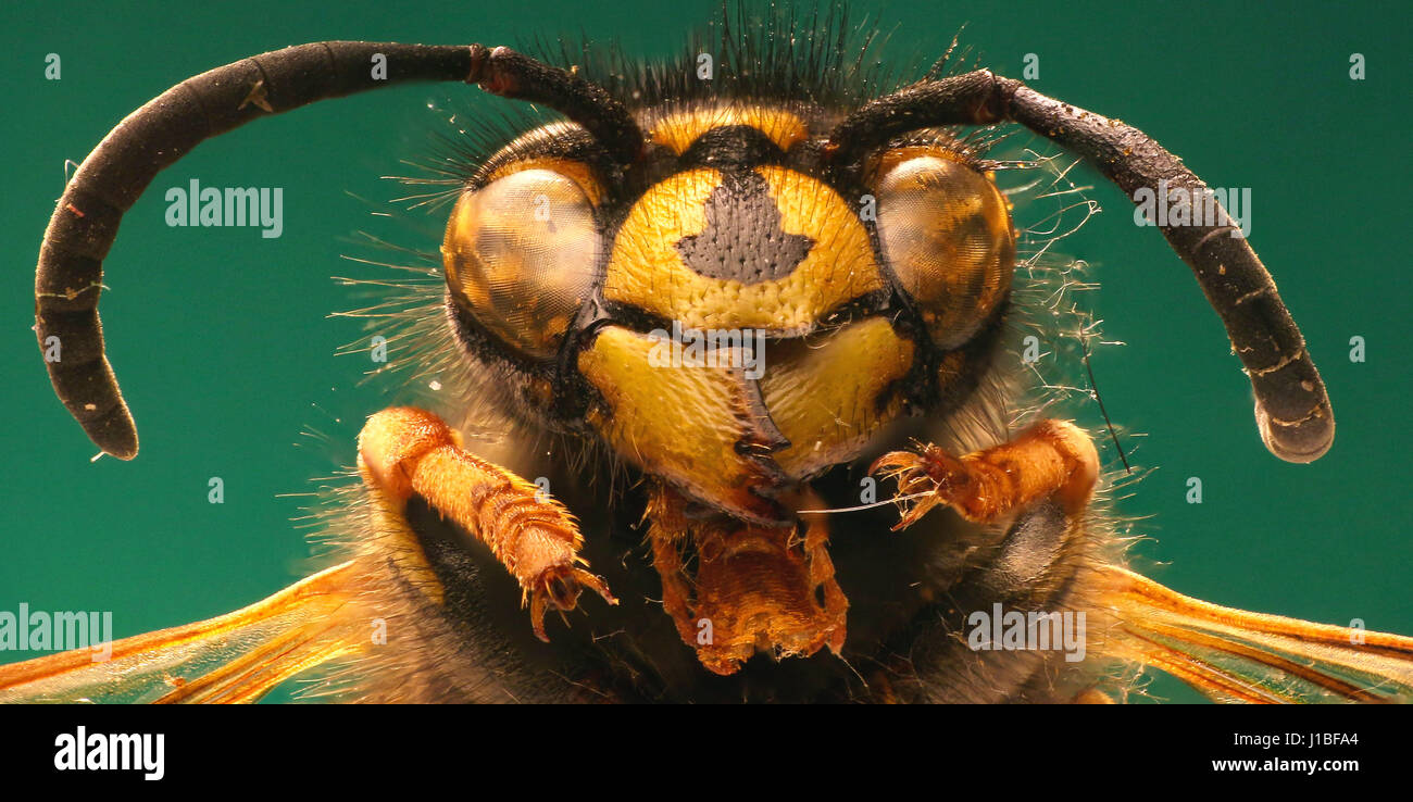 Guêpe Rouge Photos & Guêpe Rouge Images - Alamy