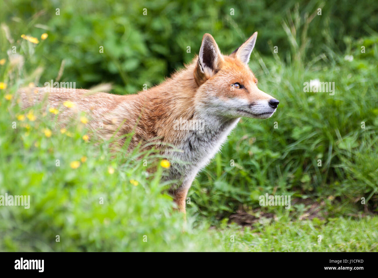 Surrey wildlife centre Banque de photographies et d’images à haute ...