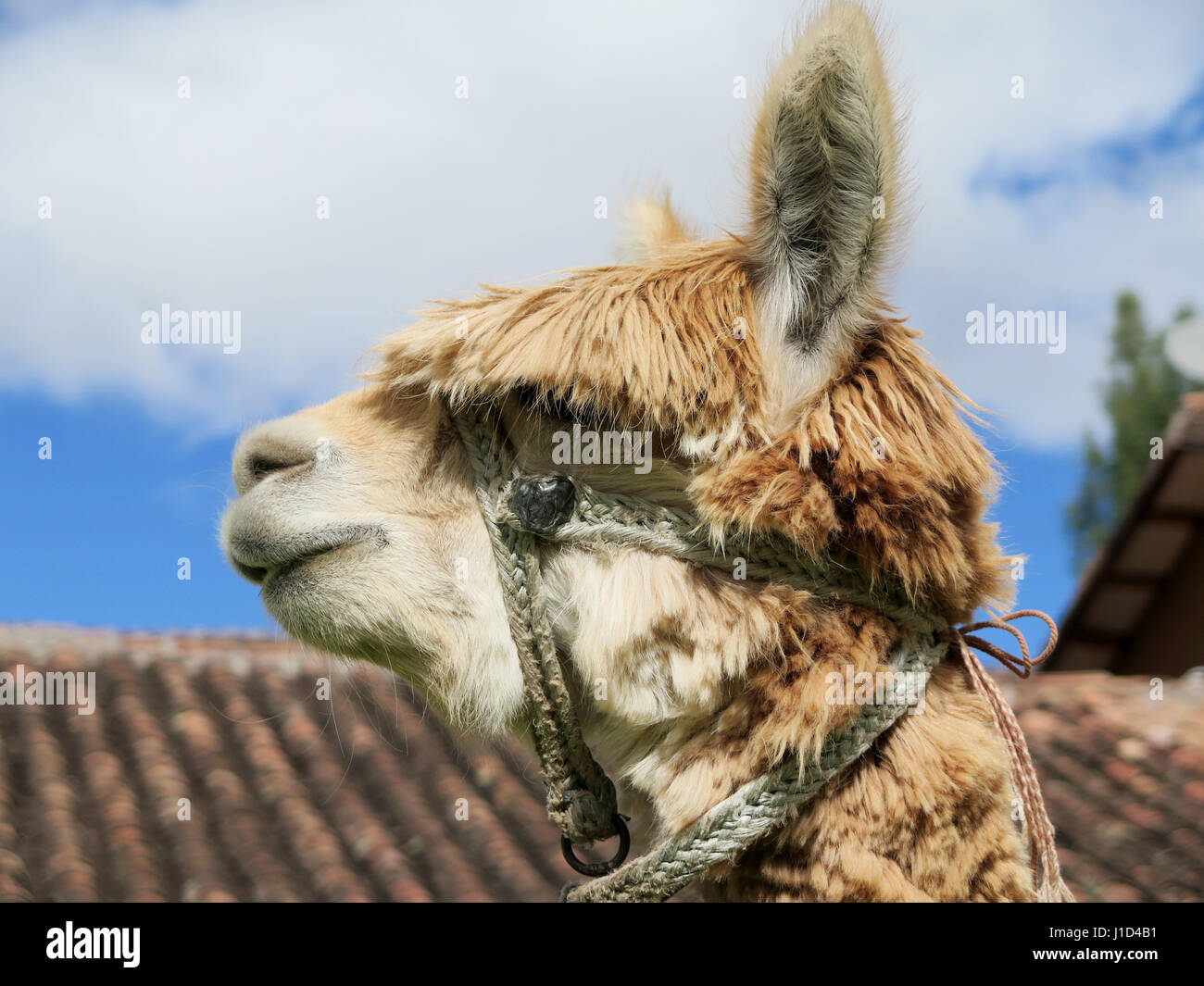 Lama incas Banque de photographies et d’images à haute résolution - Alamy