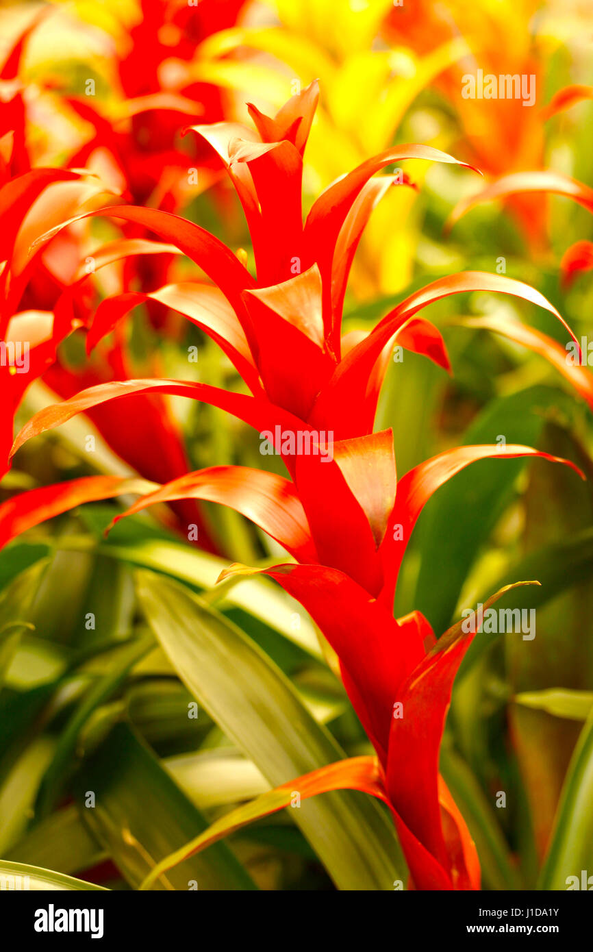 Bromelia guzmania Banque de photographies et d’images à haute ...