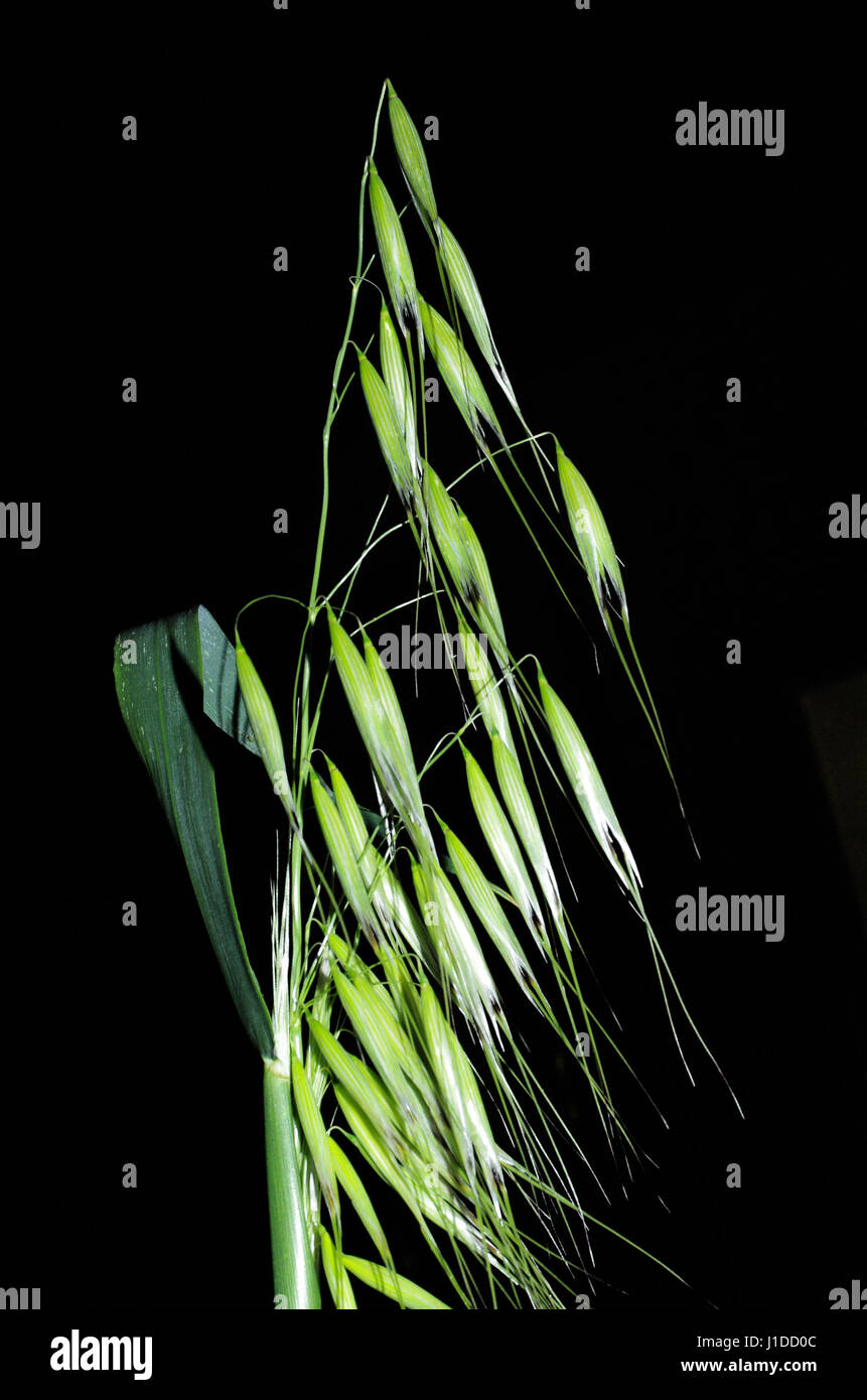 La folle avoine (Avena fatua Photo Stock - Alamy