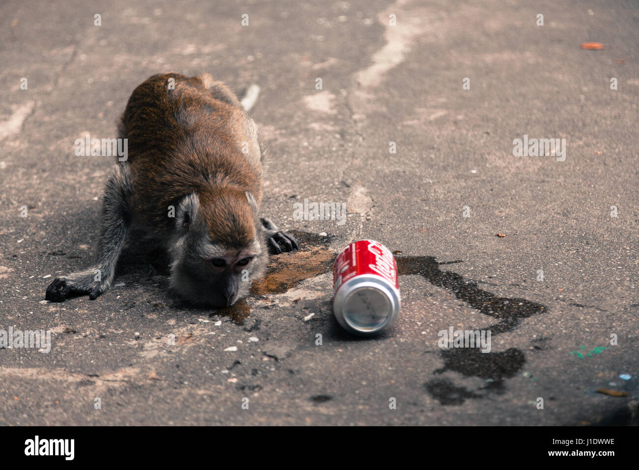 Monkey drinking coca cola Banque de photographies et d’images à haute ...
